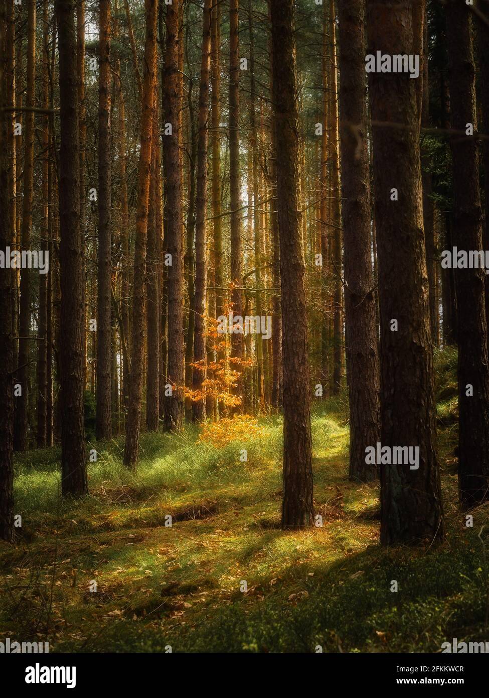 Early spring forest lit by the morning sun with paths into the unknown ...