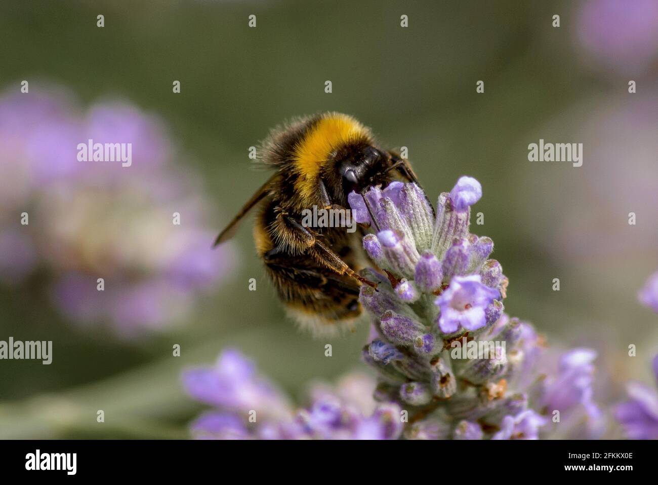 Bumble bee collecting pollen from lavender Stock Photo - Alamy