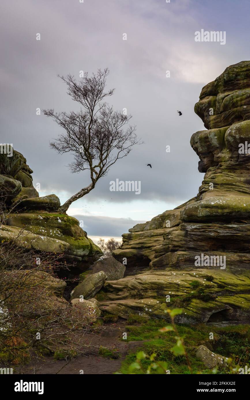 Brimham Rocks Yorkshire England Stock Photo - Alamy