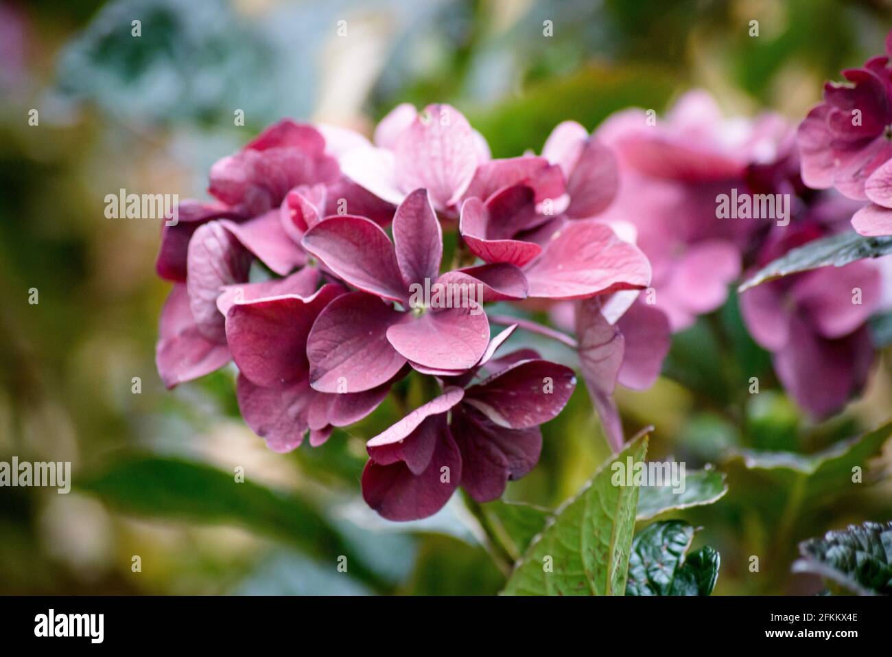Colourful trees in an English country garden during autumn Stock Photo ...