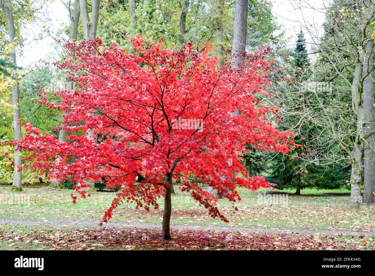 Colourful trees in an English country garden during autumn Stock Photo ...