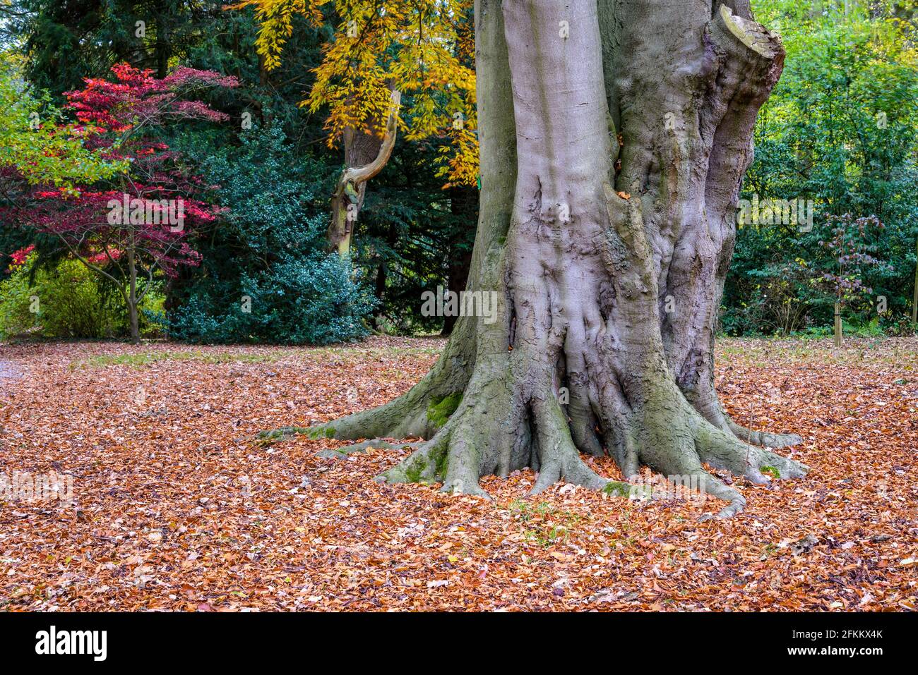 Colourful trees in an English country garden during autumn Stock Photo ...
