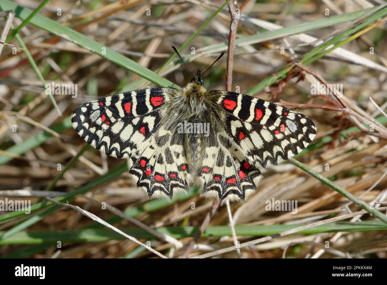 Spanish Festoon (Zerynthia rumina Stock Photo - Alamy