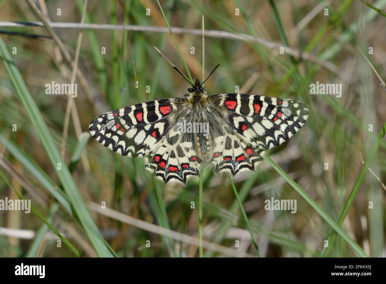Spanish Festoon (Zerynthia rumina Stock Photo - Alamy