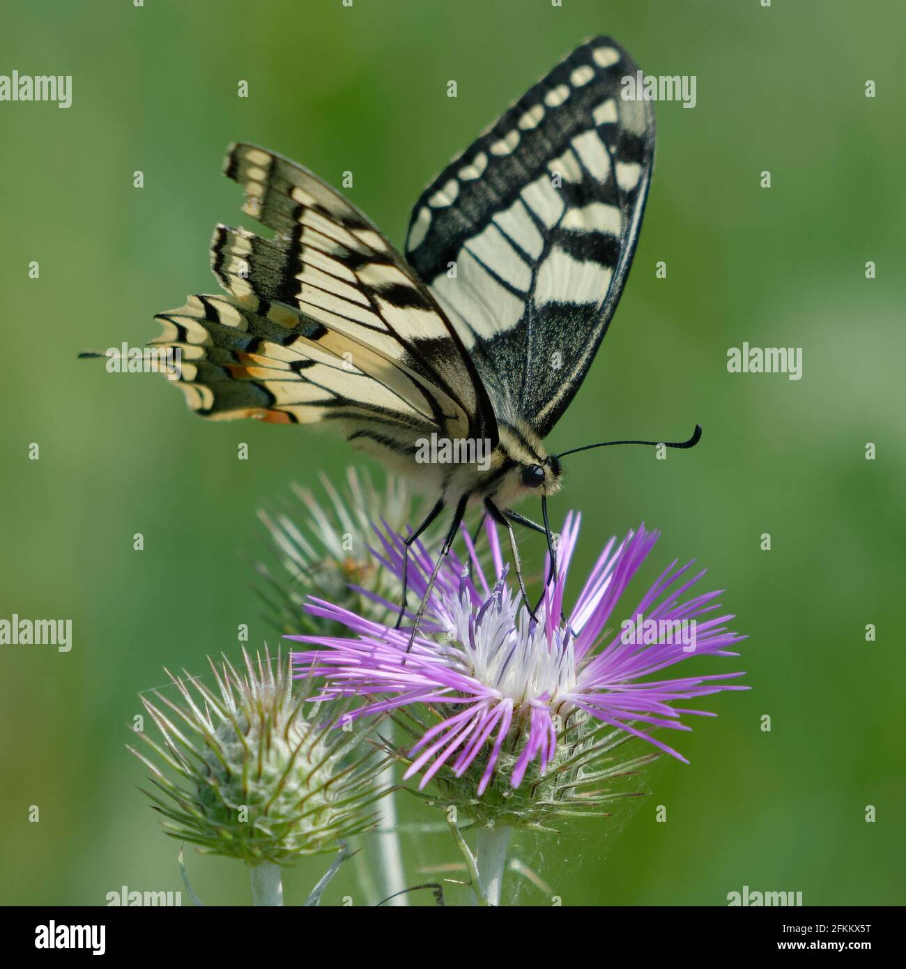 Old World swallowtail or Common yellow swallowtail (Papilio machaon Stock Photo - Alamy