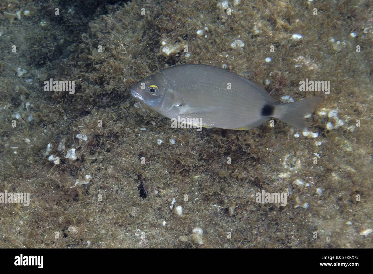 Annular seabream (Diplodus annularis) in Mediterranean Sea Stock Photo ...