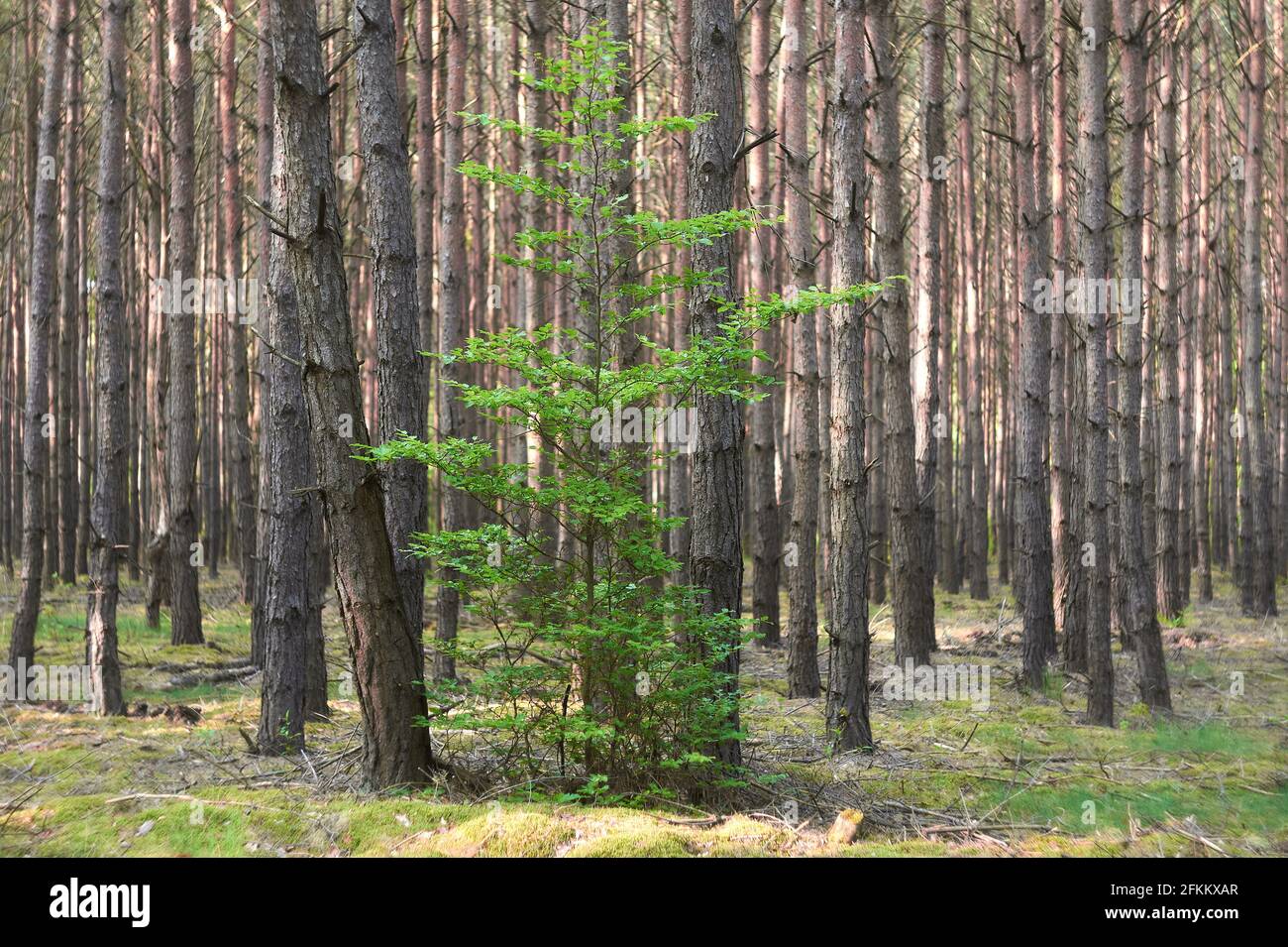 Green small deciduous tree in a coniferous forest Stock Photo - Alamy