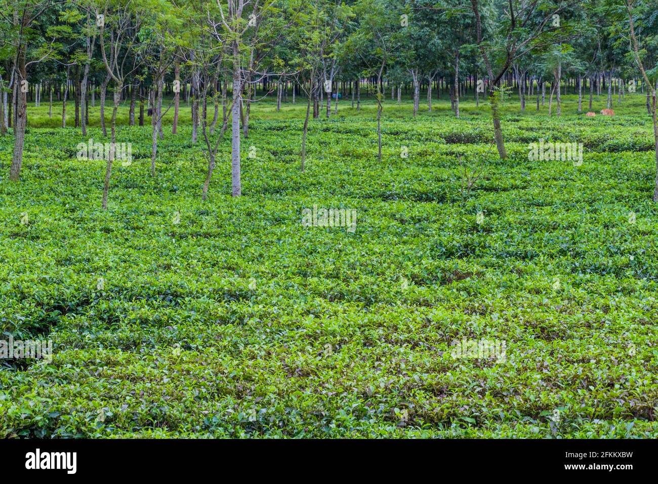 Tea gardens near Srimangal, Bangladesh Stock Photo - Alamy