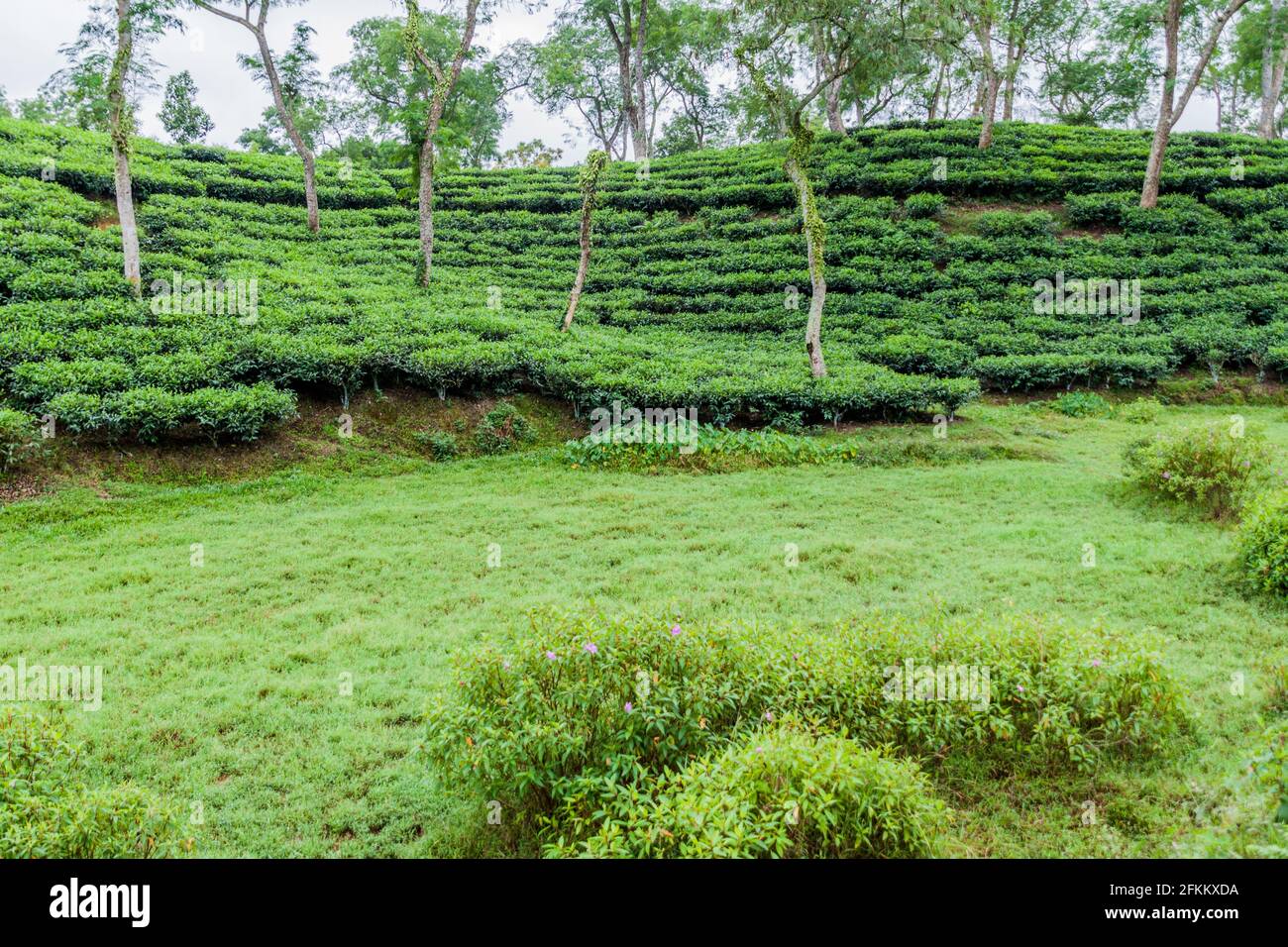 Bangladesh tea plantation hi-res stock photography and images - Alamy