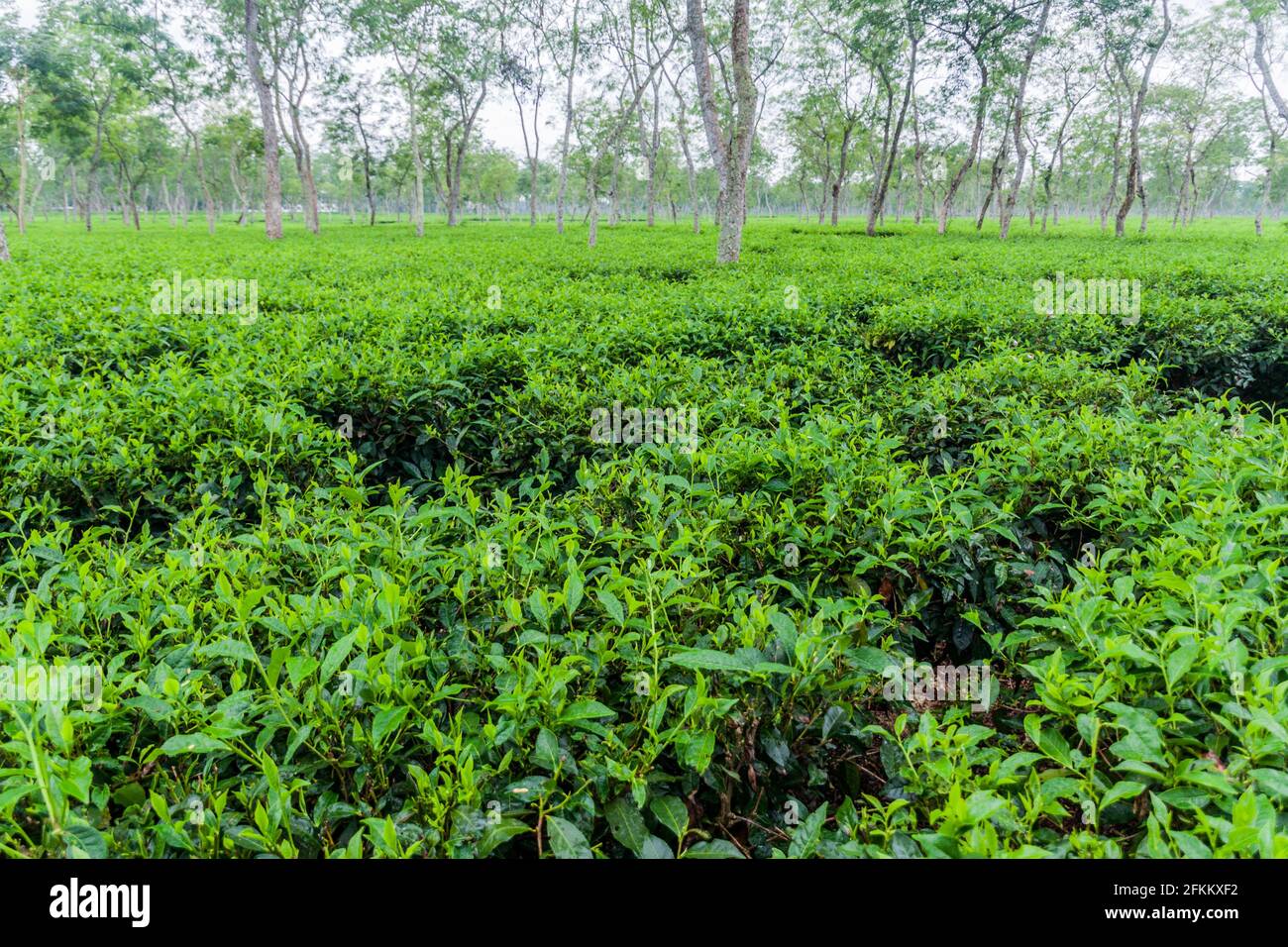 Bangladesh tea garden hi-res stock photography and images - Alamy