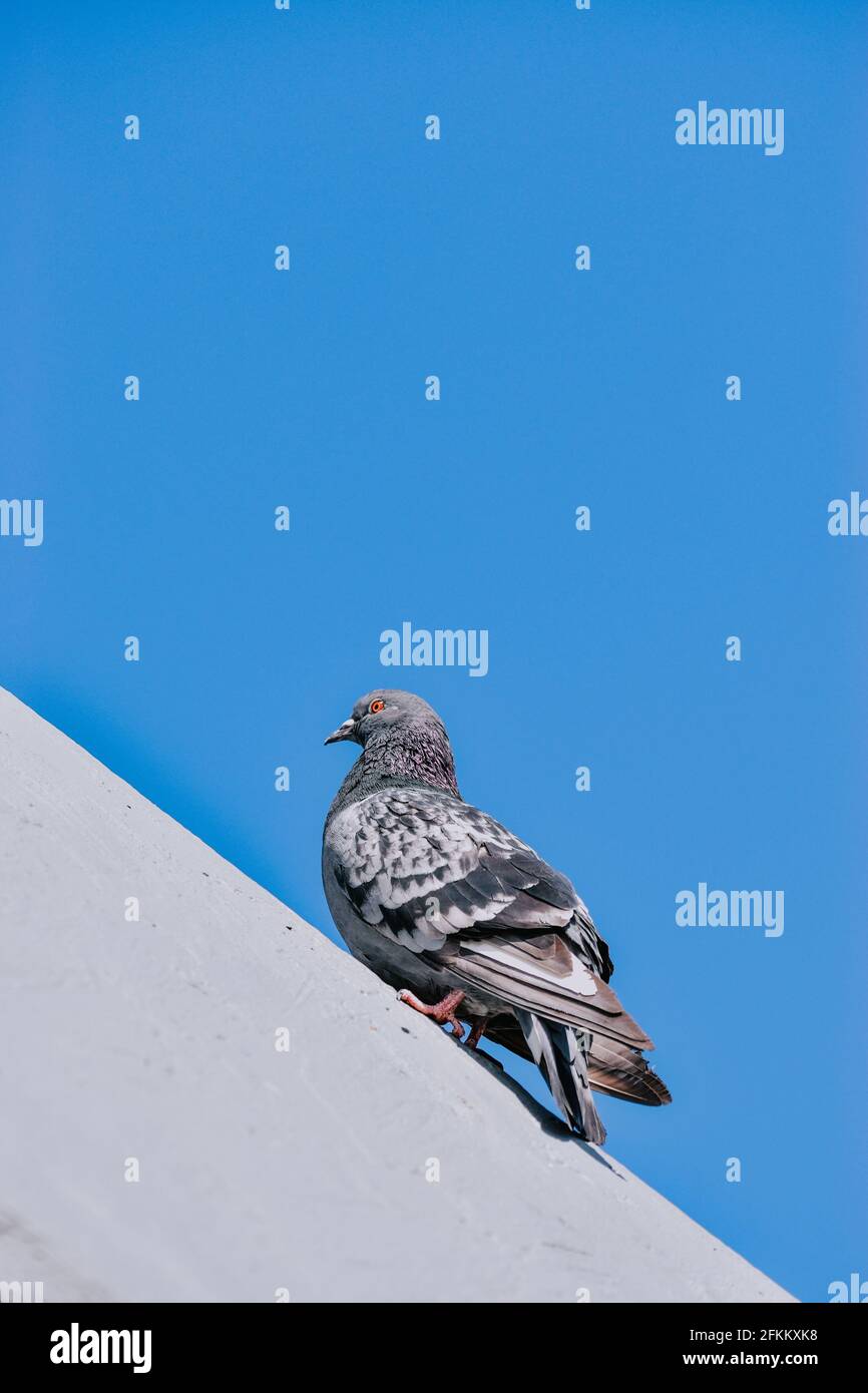 A gray patterned pigeon standing on the concrete ground in the blue sky ...