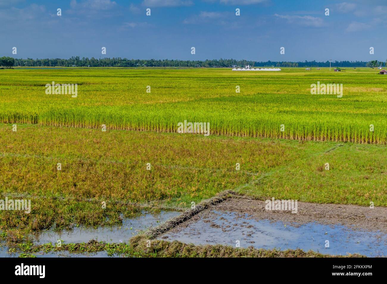 Bangladesh rice field hi-res stock photography and images - Alamy