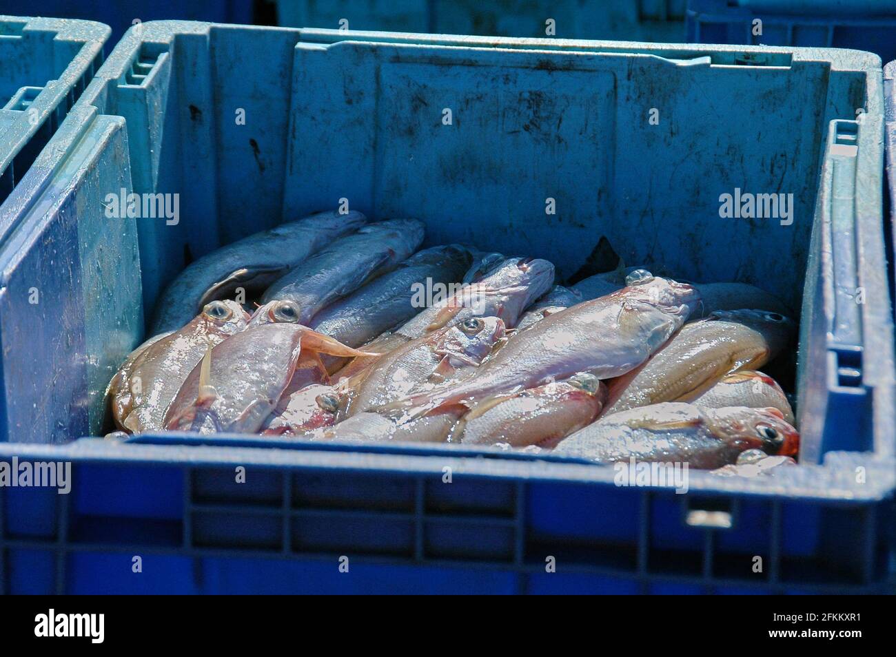 Overfishing waste hi-res stock photography and images - Alamy