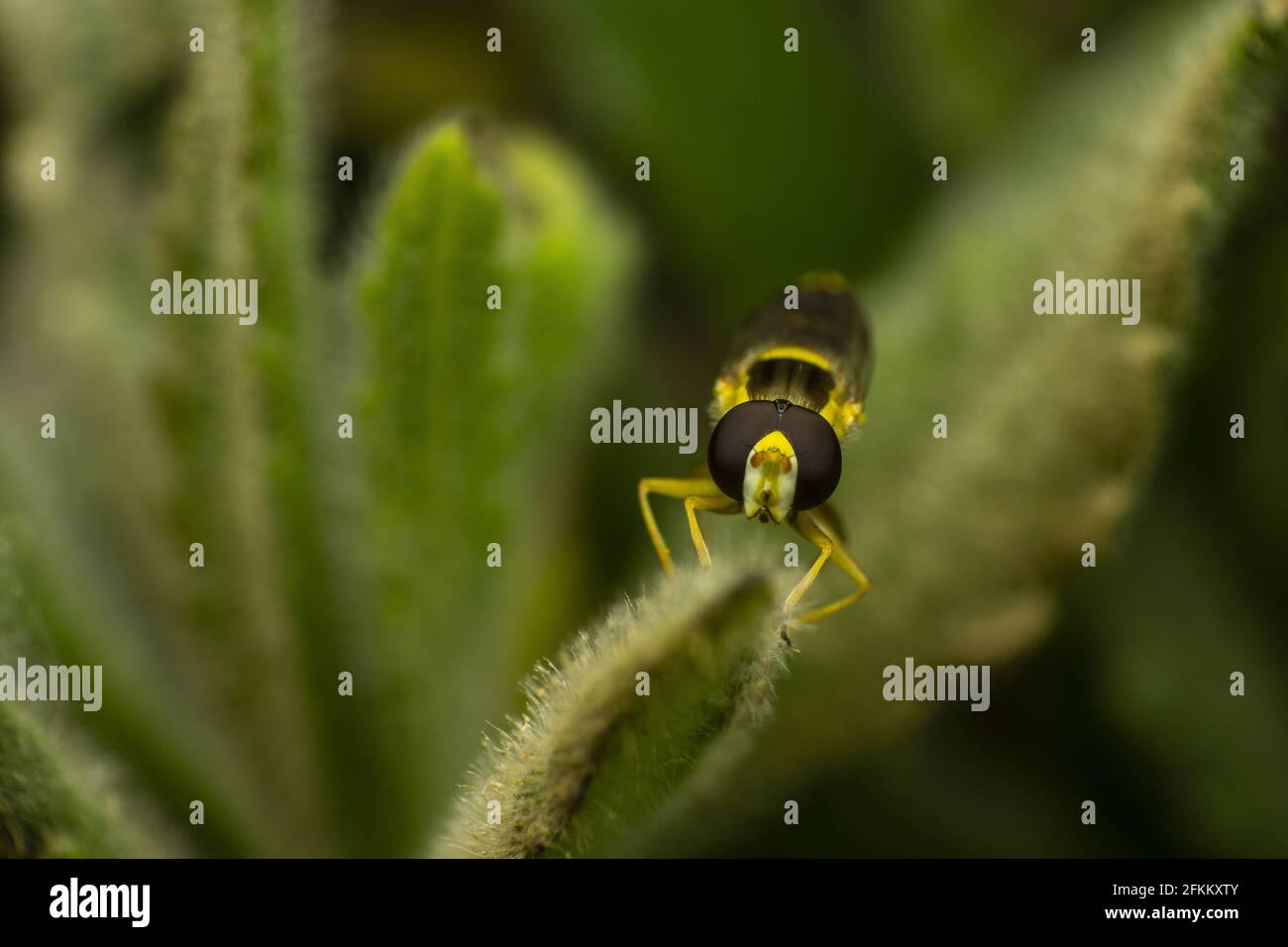 A German wasp on a plant stem Stock Photo - Alamy