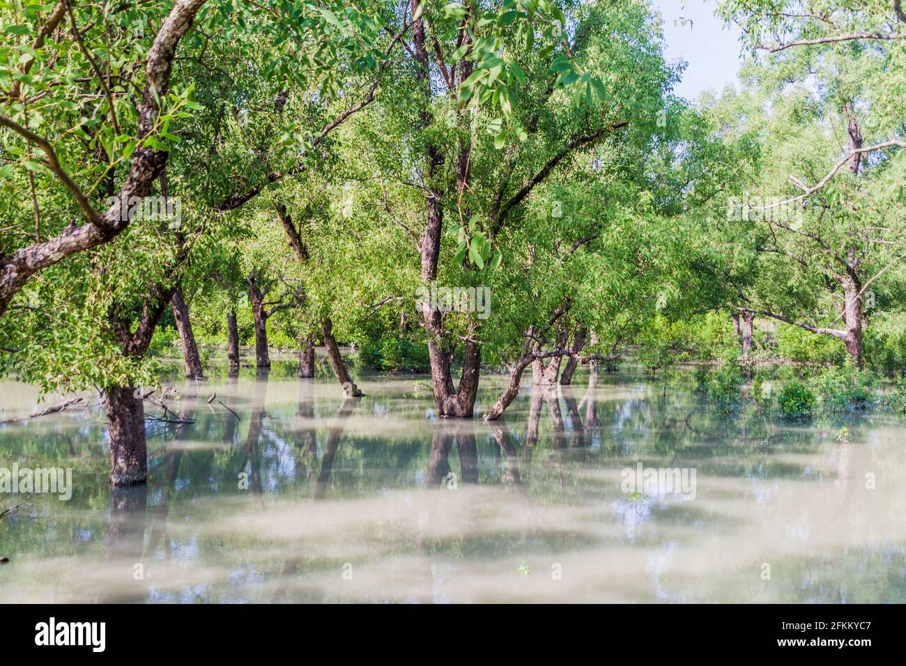 Sundarbans mangrove forest hi-res stock photography and images - Alamy
