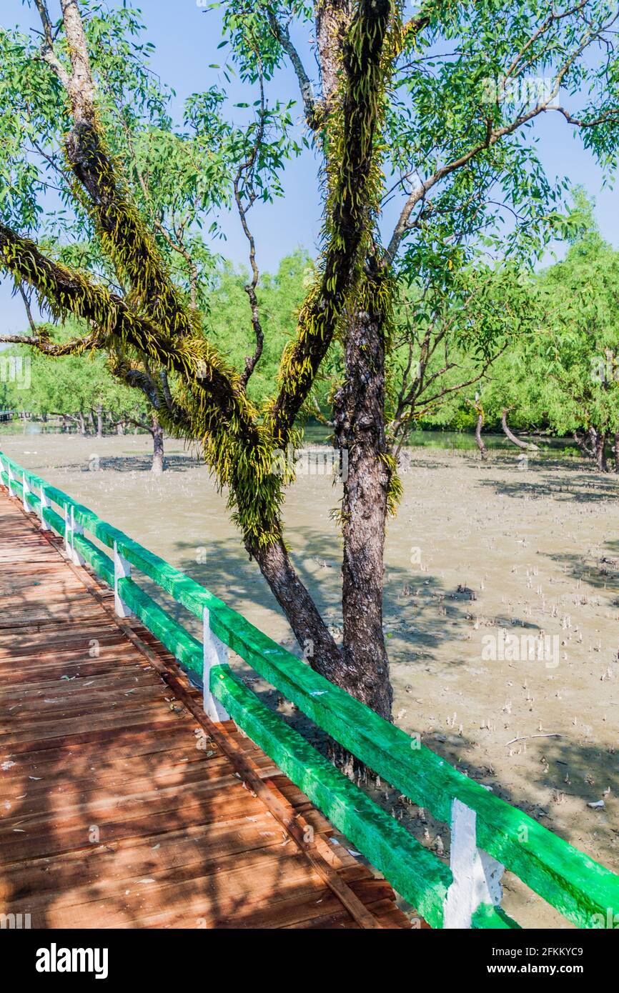 Mangrove plant sundarbans hi-res stock photography and images - Alamy