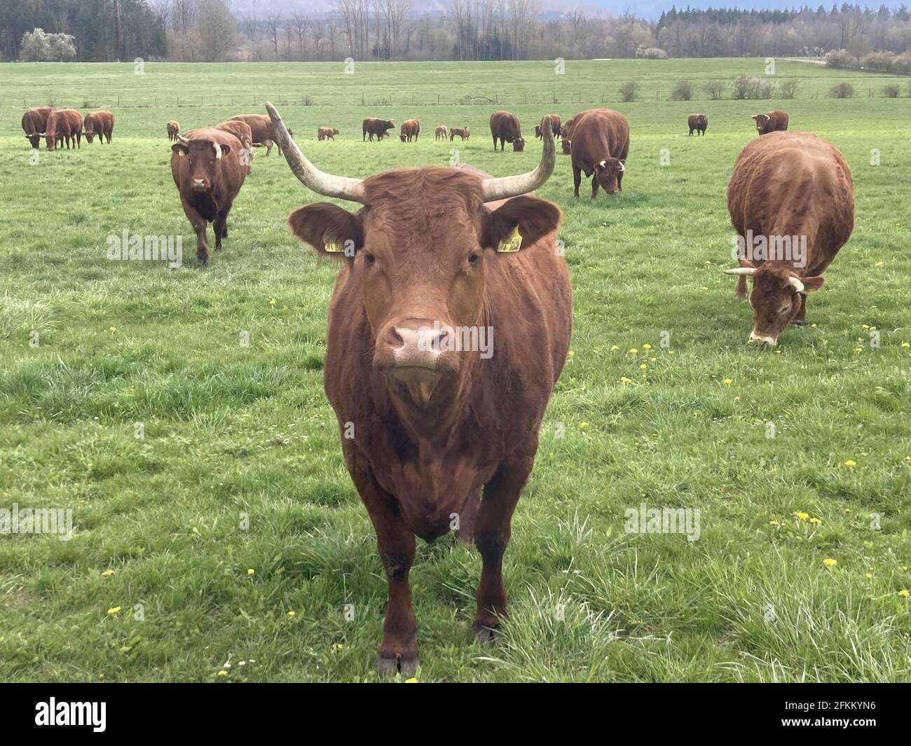A landscape of a herd of cows on a farm field covered in greenery under ...