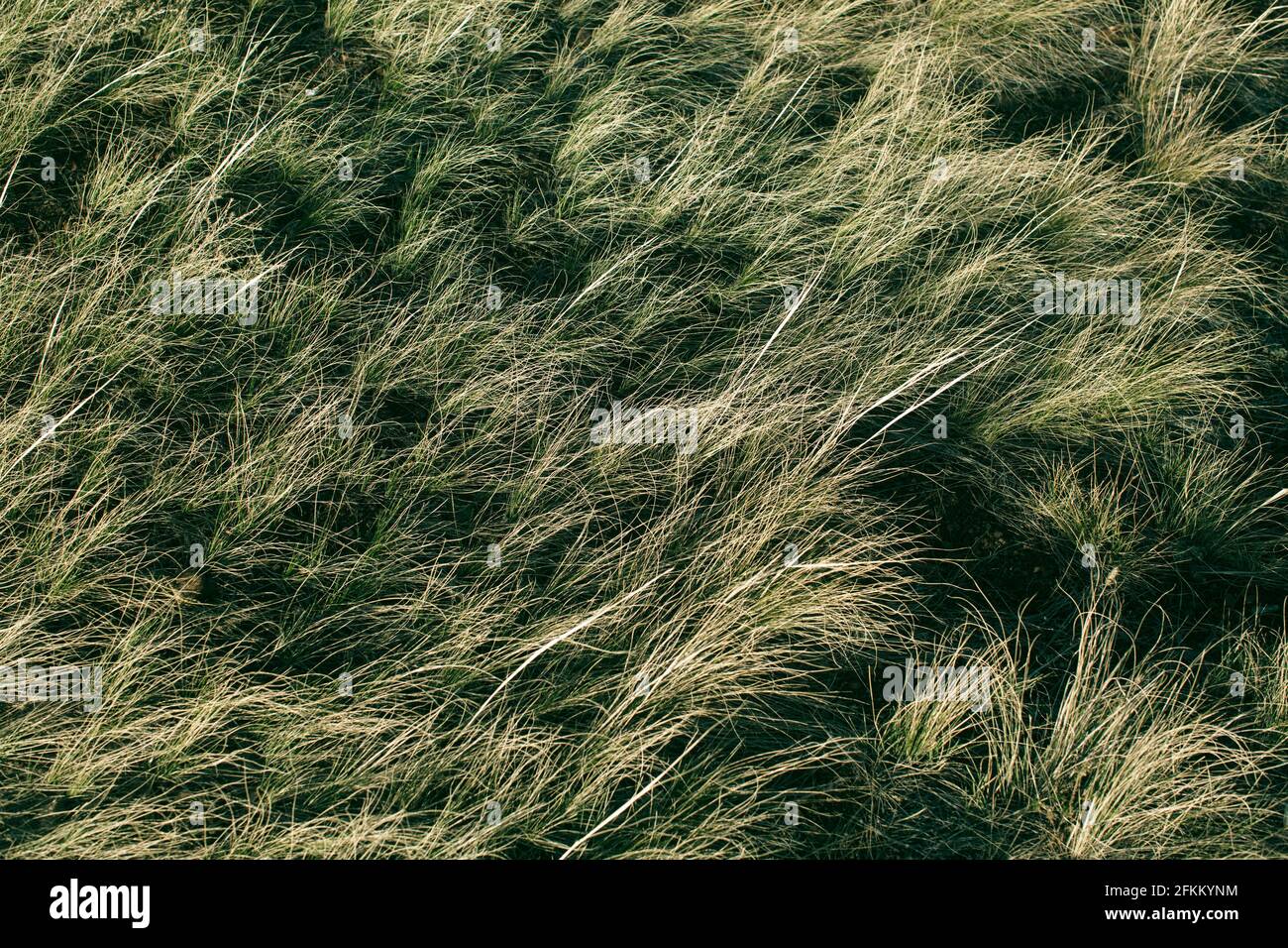 Texture of Steppe of yellow grass. West Siberia Stock Photo - Alamy