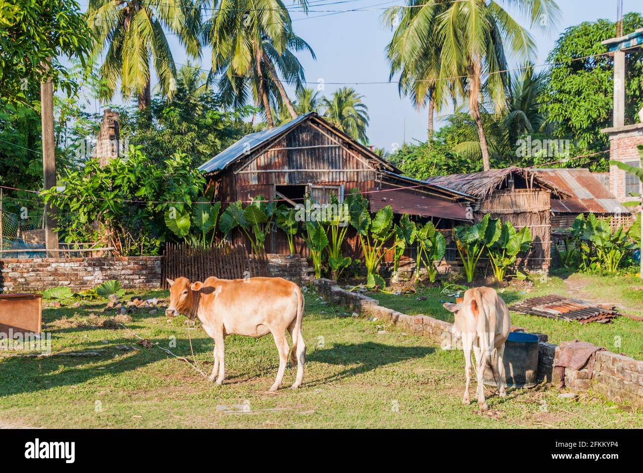 Cow shed india hi-res stock photography and images - Alamy