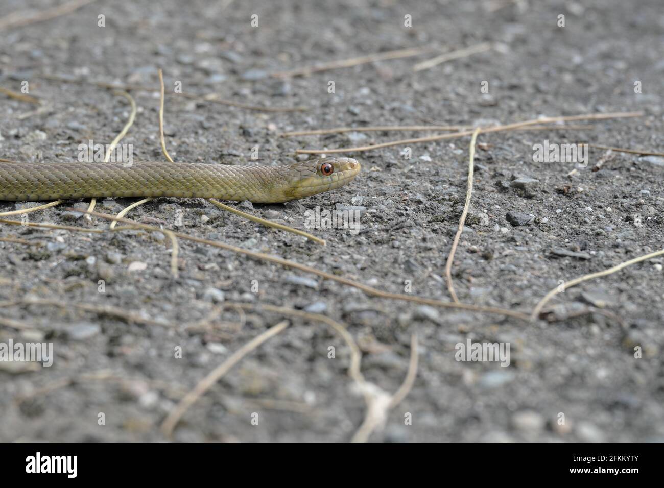 the wildlife in the Sicily nature the head of a harmless snake in Etna ...
