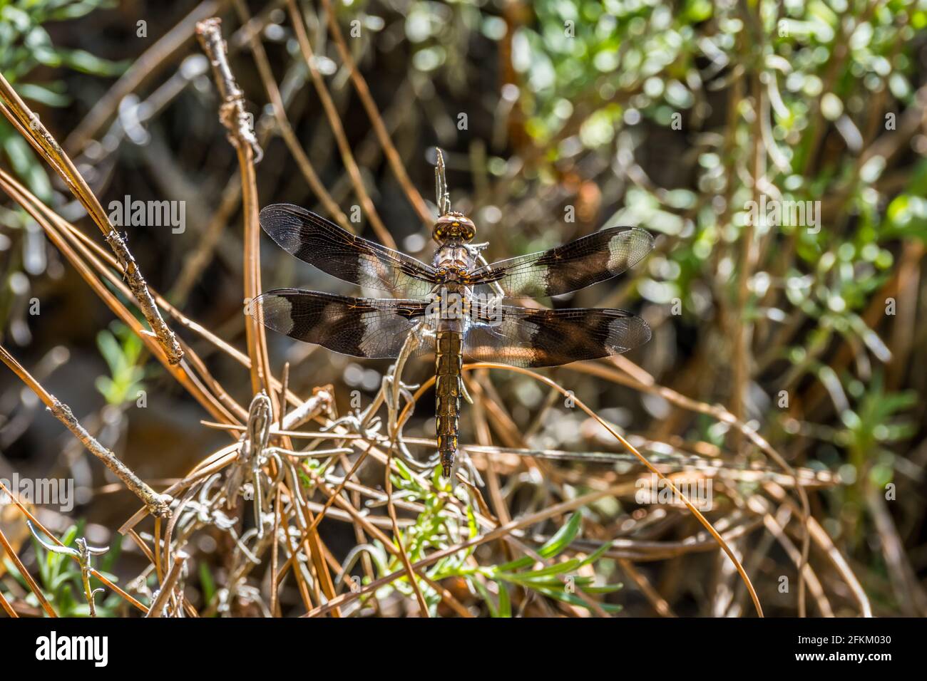Dragonfly straw hi-res stock photography and images - Alamy