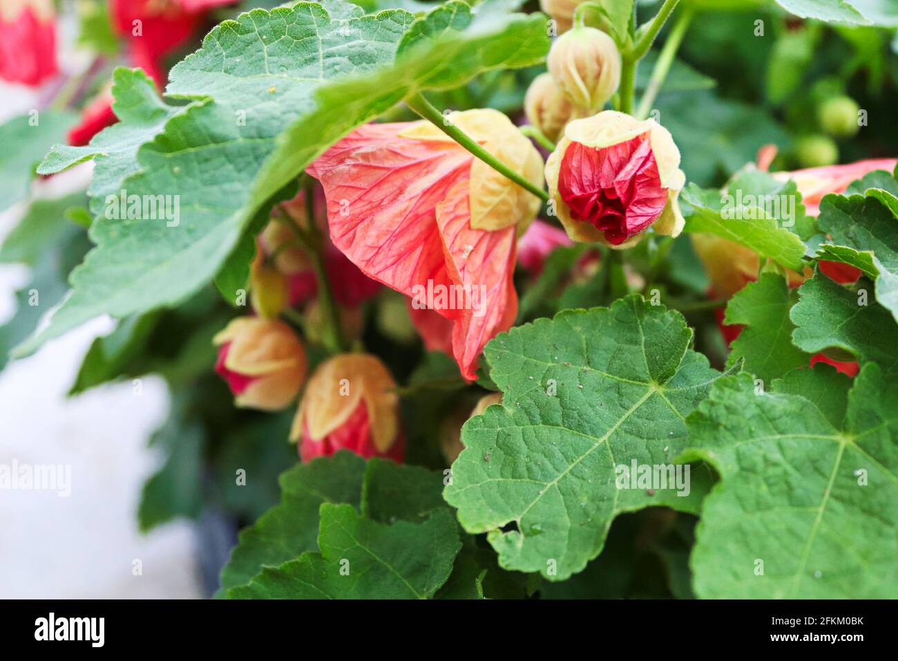 Abutilon fruticosum hi-res stock photography and images - Alamy