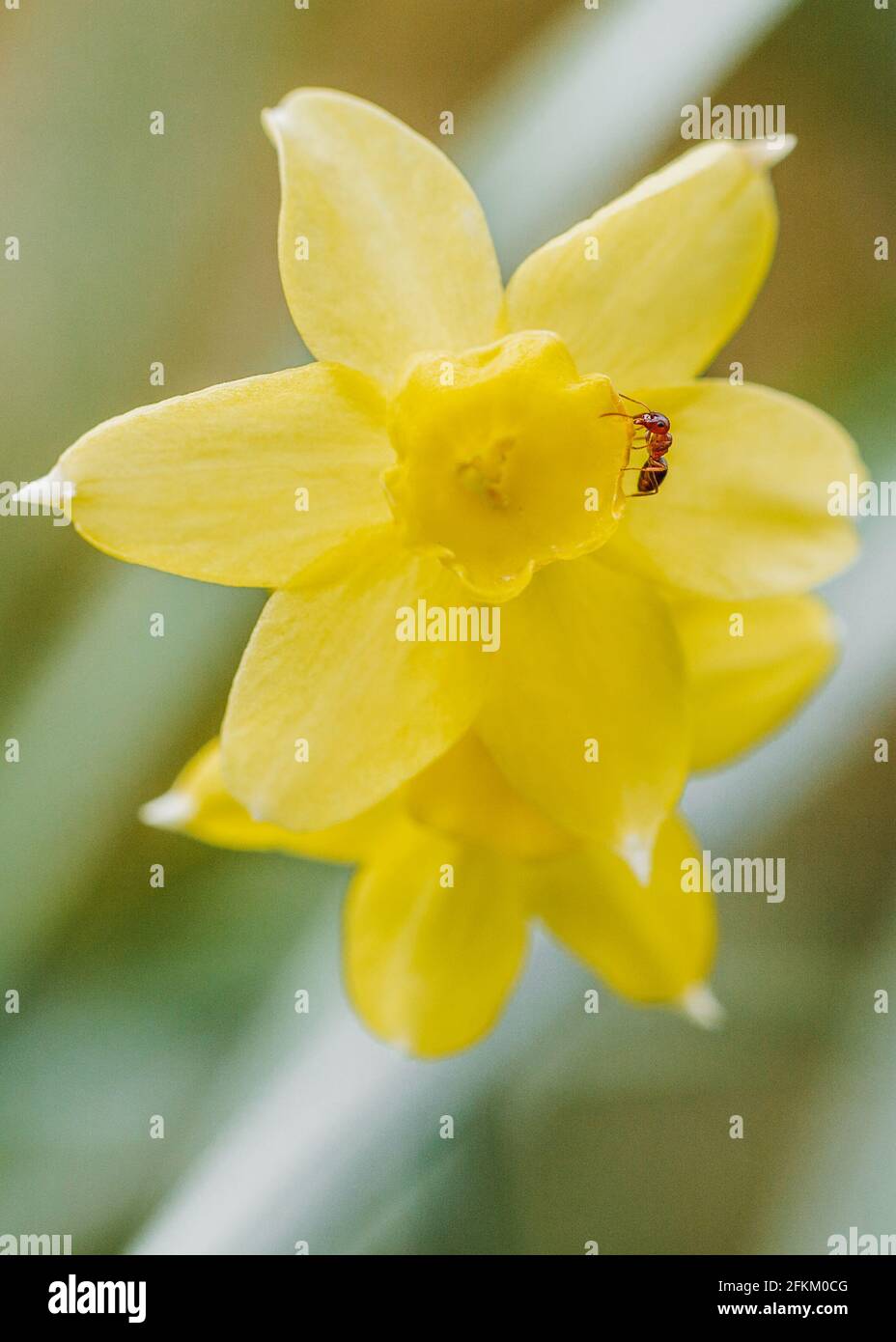 Dwarf narcissus sabrosa hi-res stock photography and images - Alamy