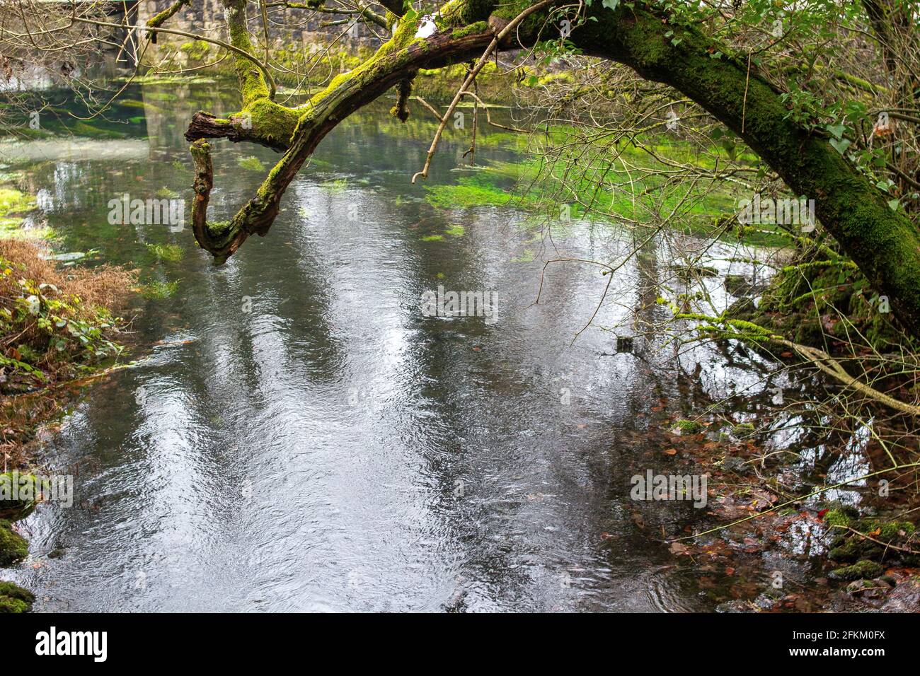 Bent over tree hi-res stock photography and images - Alamy