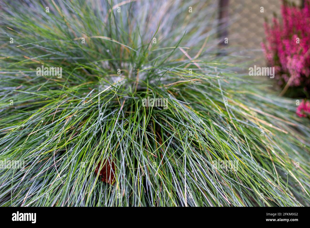Fescue grass hi-res stock photography and images - Alamy