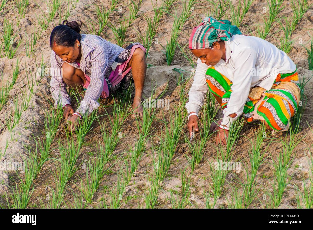 Peasants Working In The Field