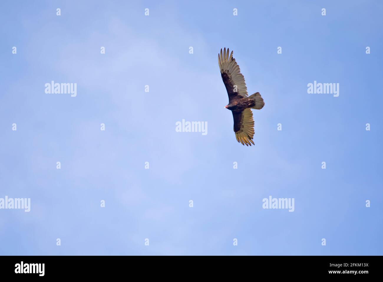 Vulture flying high in the sky hi-res stock photography and images - Alamy