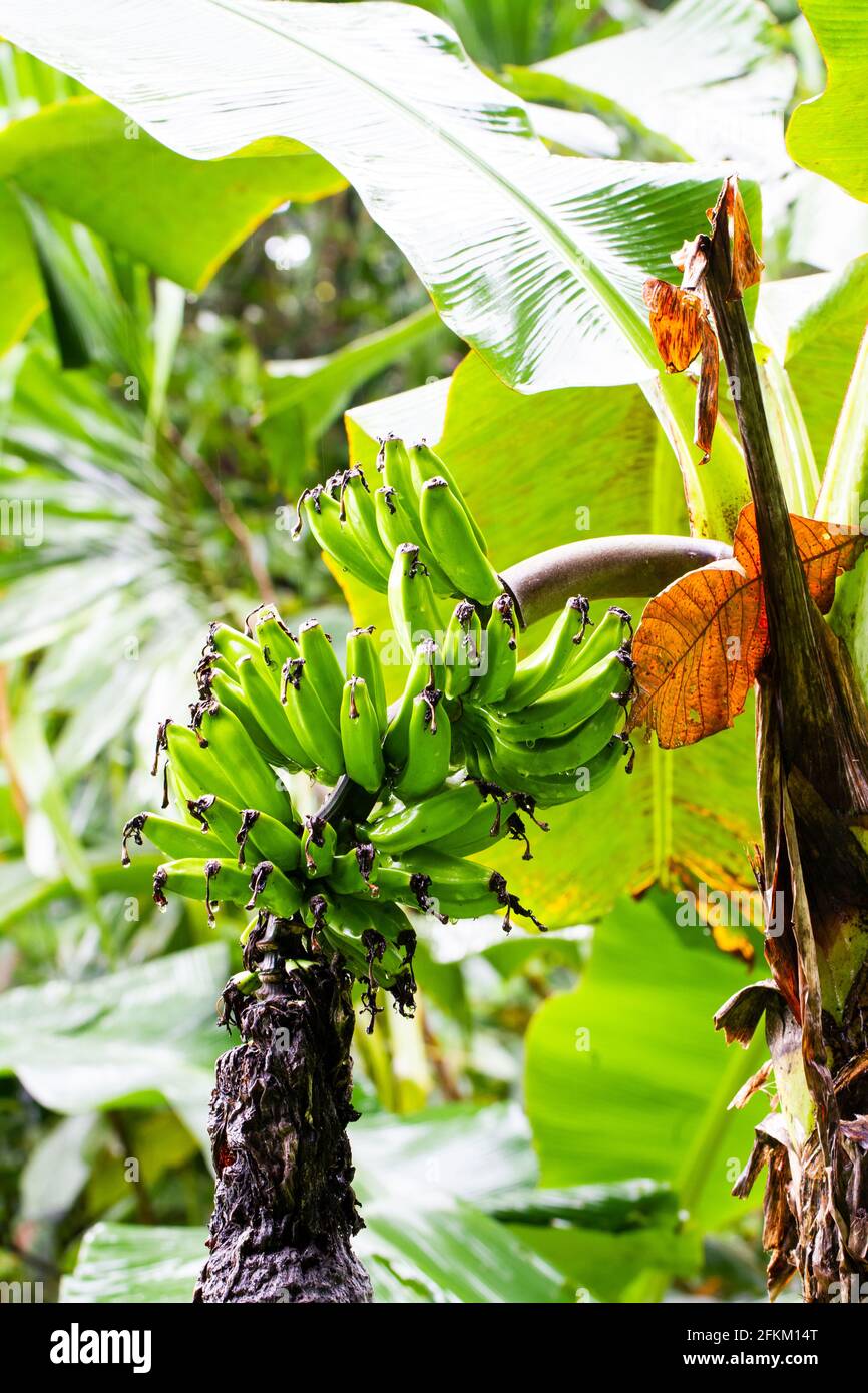 Banana palm tree (Musa species) with banana fruits in the tropical rain ...