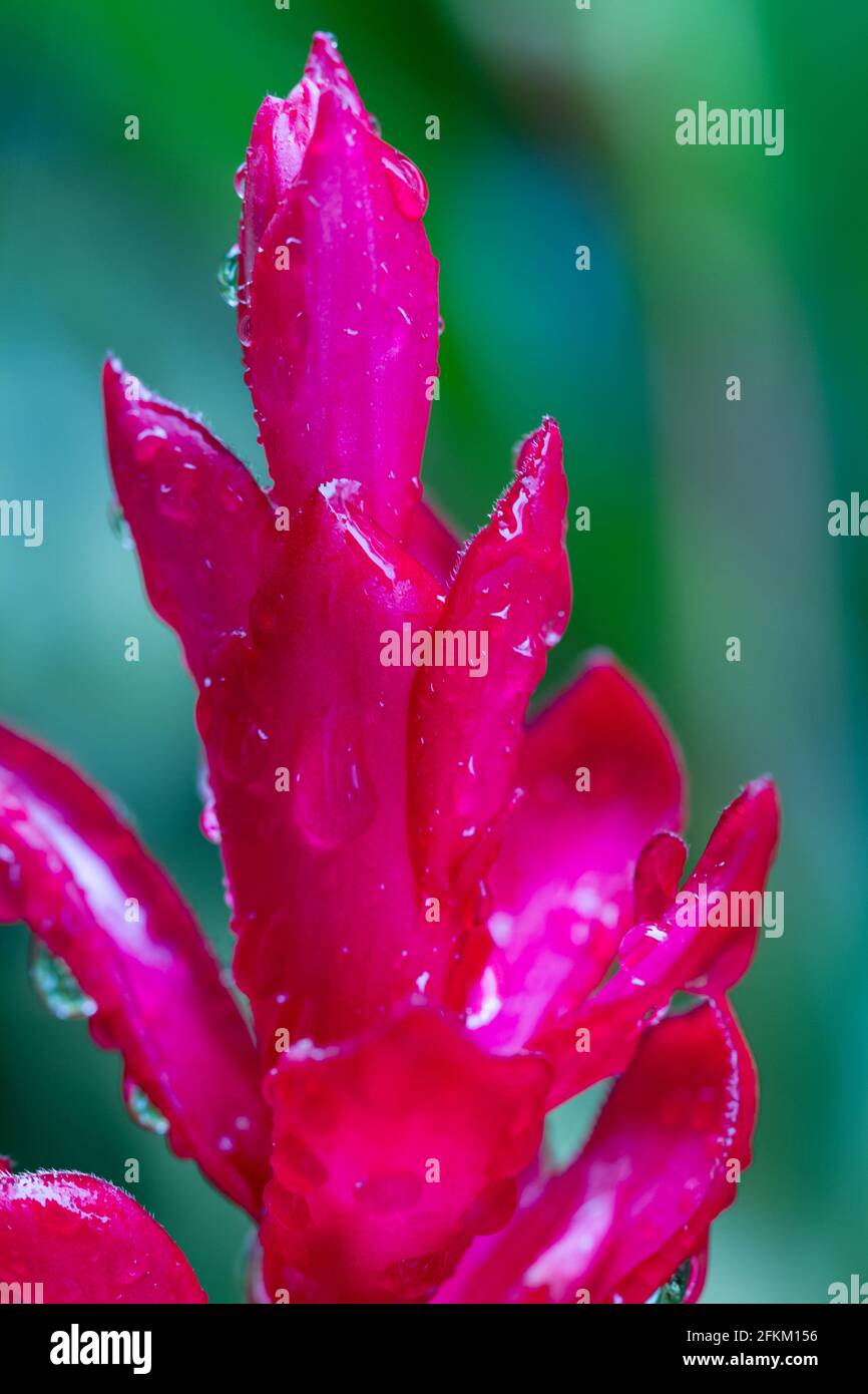 Alpinia purpurata, red ginger, ostrich plume or pink cone ginger, with ...