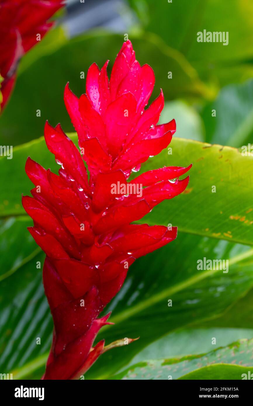 Alpinia purpurata, red ginger, ostrich plume or pink cone ginger, with ...