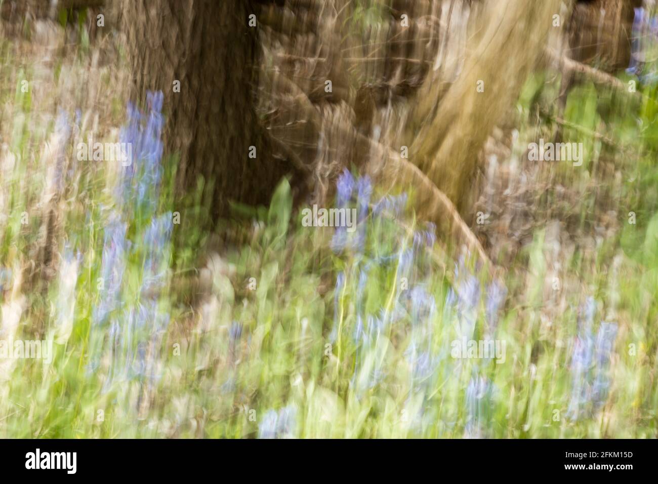 Abstract landscape photo of bluebell flowers in the woods Stock Photo ...