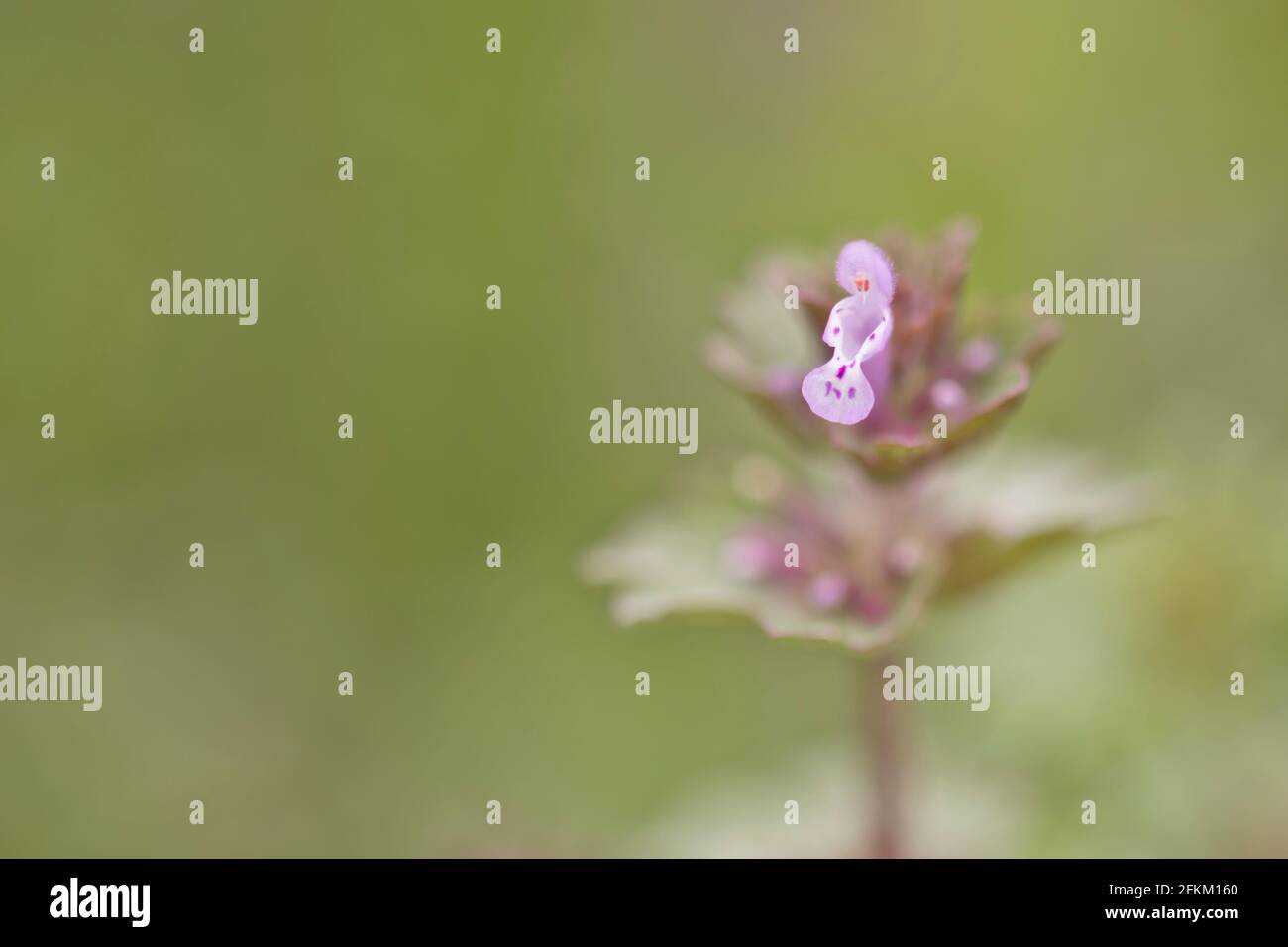 Purple henbit flowers closeup Stock Photo - Alamy
