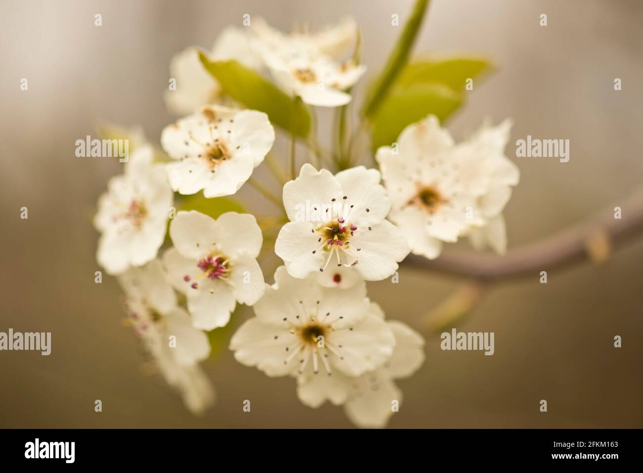 Delicate white flower buds isolated Stock Photo - Alamy