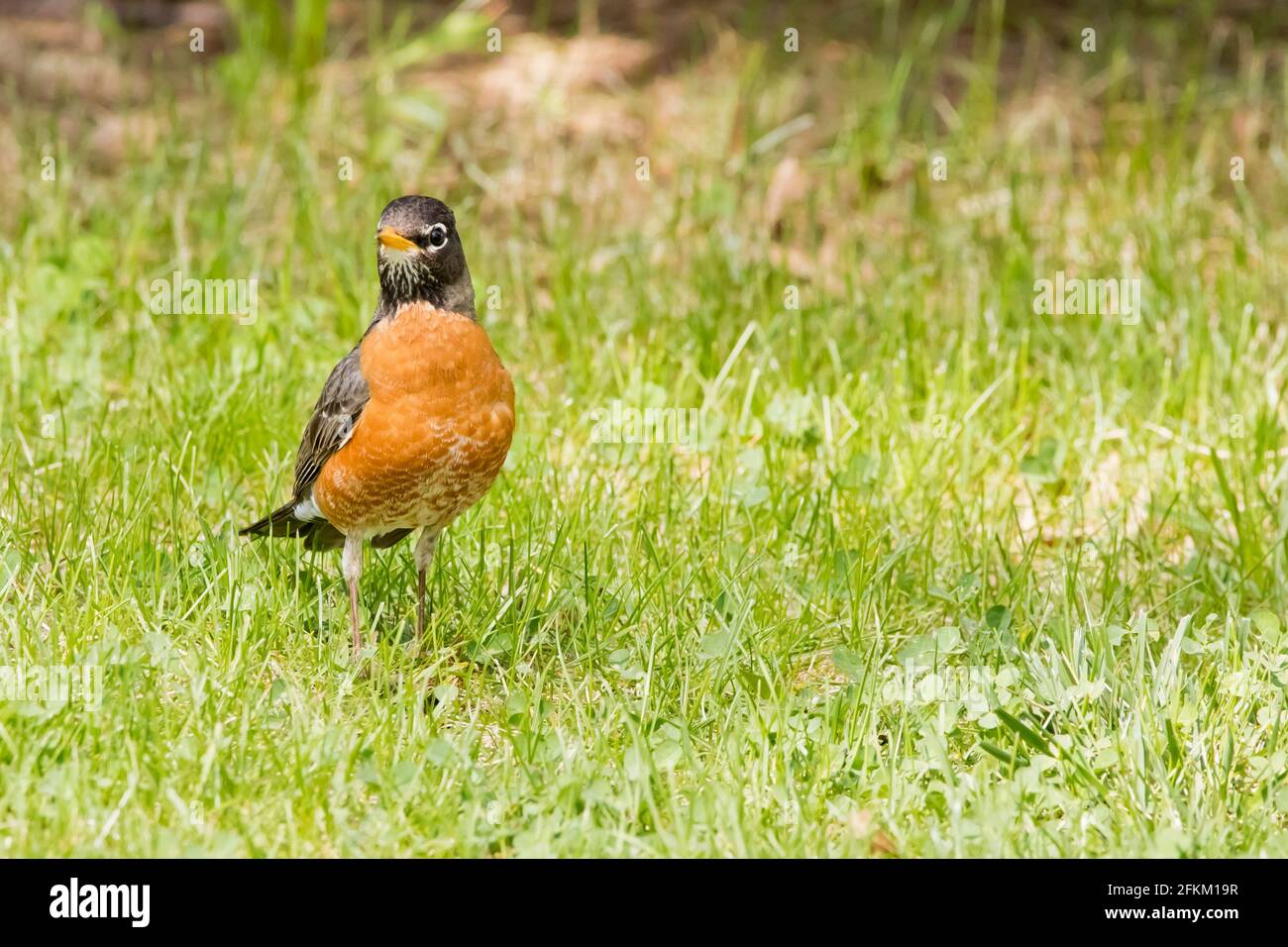 Robin in the grass hi-res stock photography and images - Alamy