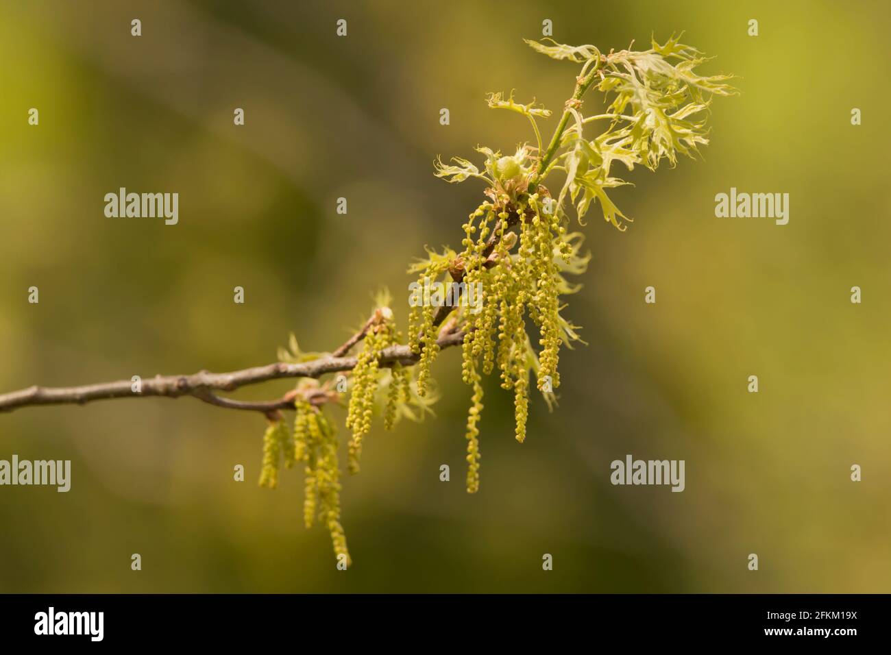 Tree pollen closeup hi-res stock photography and images - Alamy