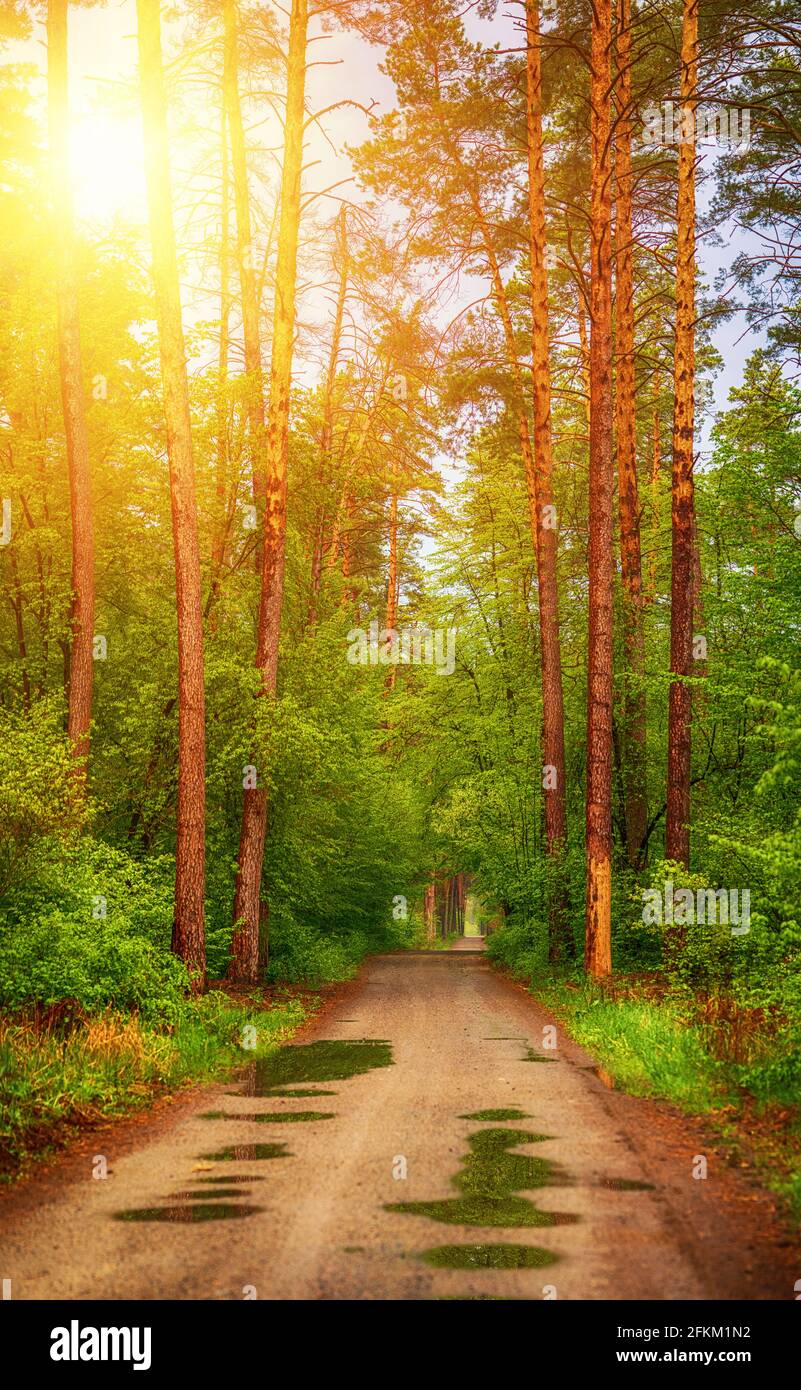 Summer green forest Stock Photo - Alamy