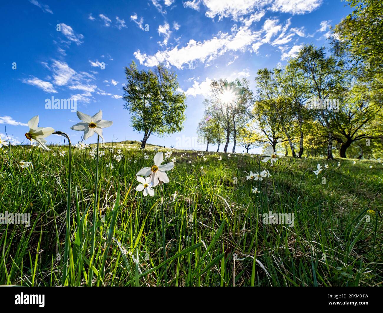 Grassland in a mountain of the italian alps Stock Photo - Alamy