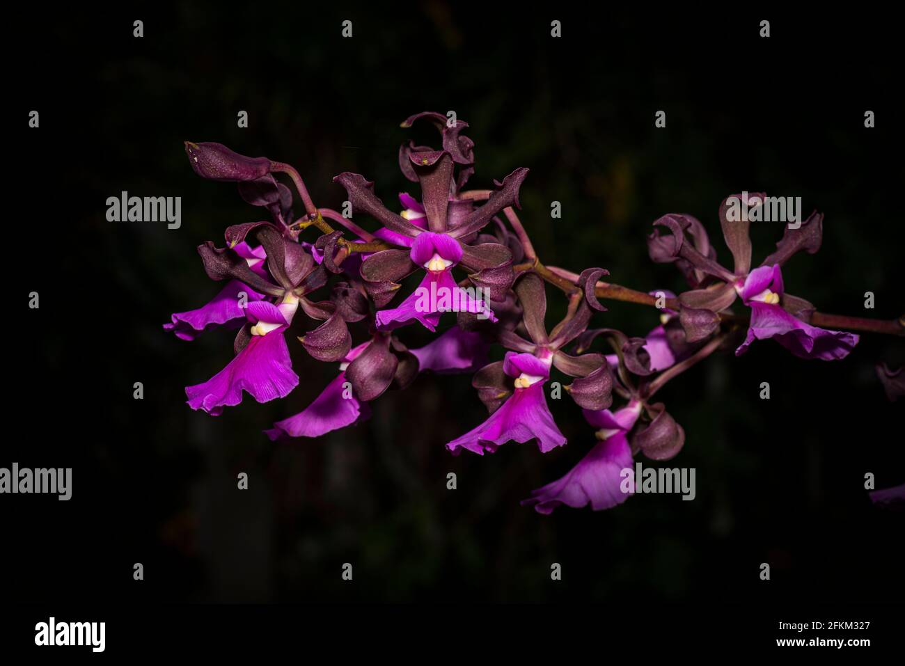 Encyclia orchids hi-res stock photography and images - Alamy