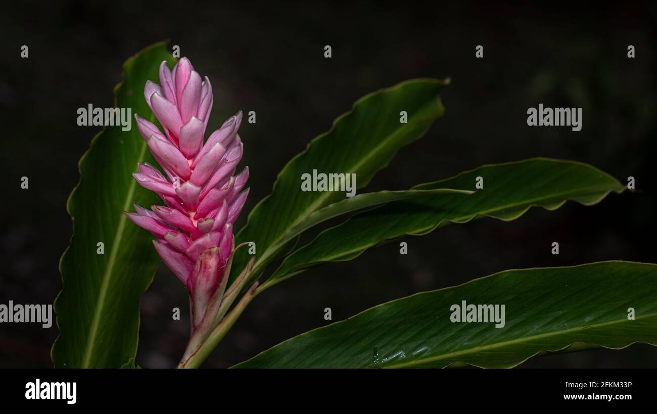 Alpinia purpurata pink ginger plant flower Stock Photo - Alamy