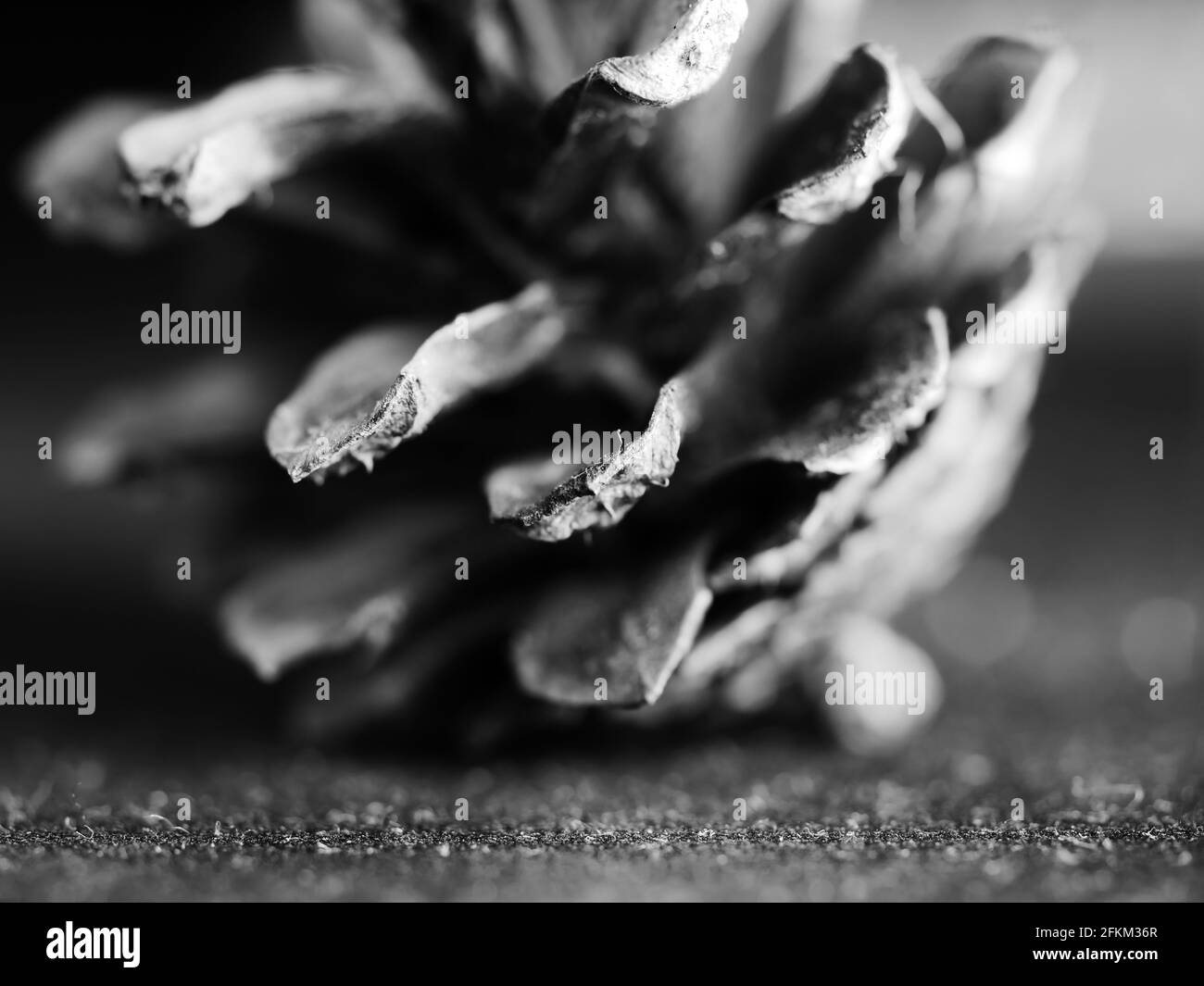 A grayscale studio shot of a pine cone on black background Stock Photo ...