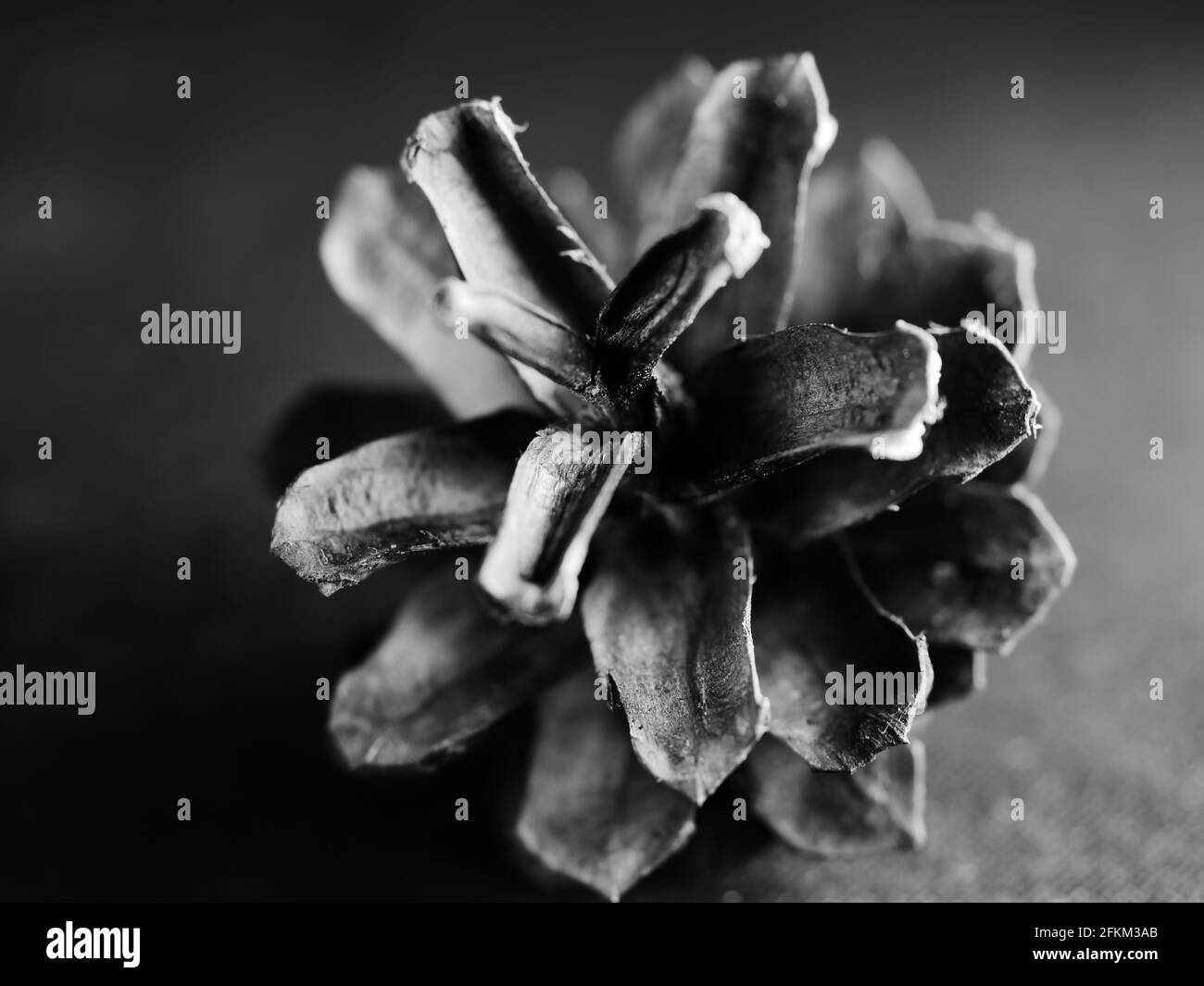 A grayscale studio shot of a pine cone on black background Stock Photo ...