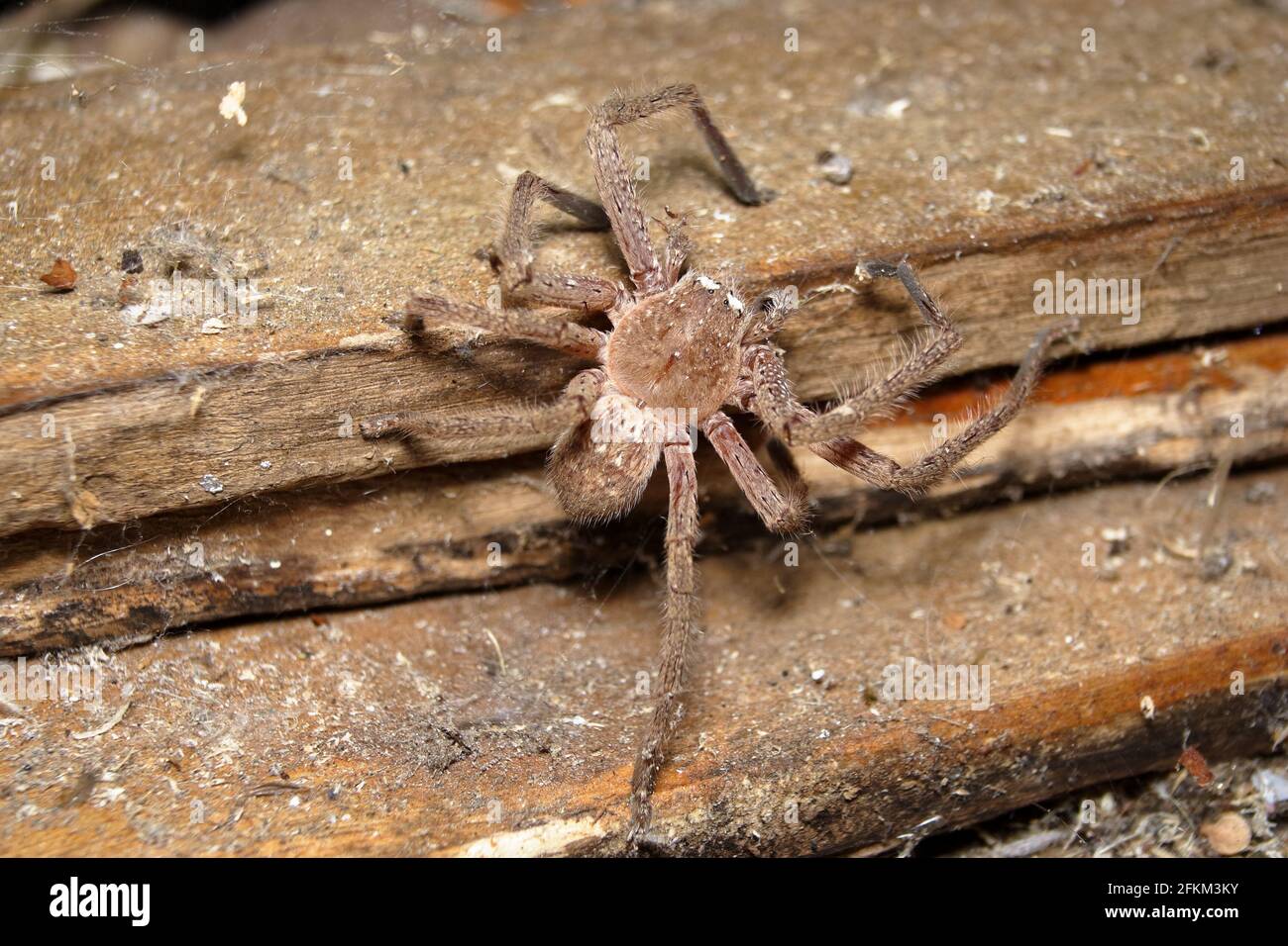 Badge Huntsman Spider, Neosparassus diana, climbing old timber Stock ...