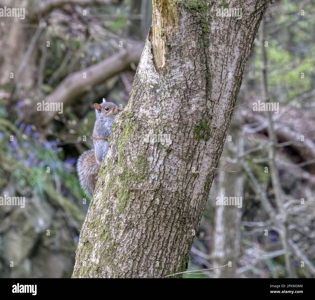 Grey woods hi-res stock photography and images - Alamy