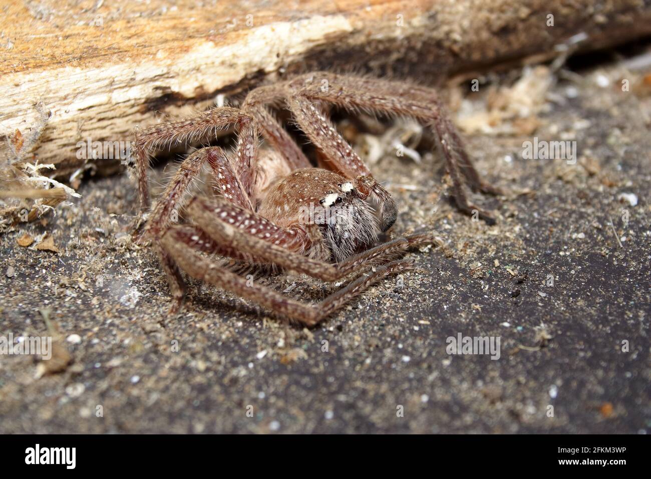Badge Huntsman Spider, Neosparassus diana, resting Stock Photo - Alamy