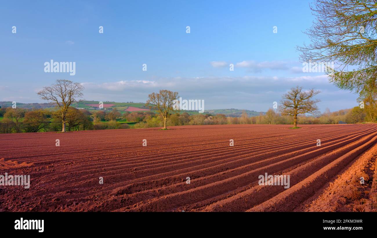 Penpont, UK - April 21, 2021: Golden hour light on a newly ploughed ...