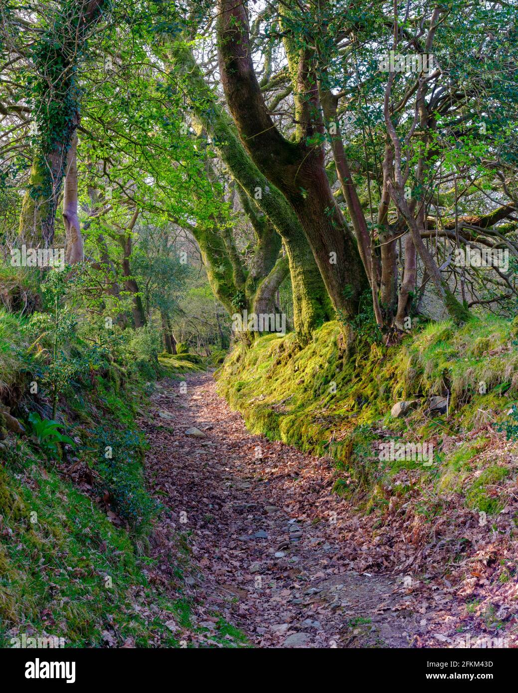 Cardigan, UK - April 21, 2021: The ancient trees and landscape of Ty ...